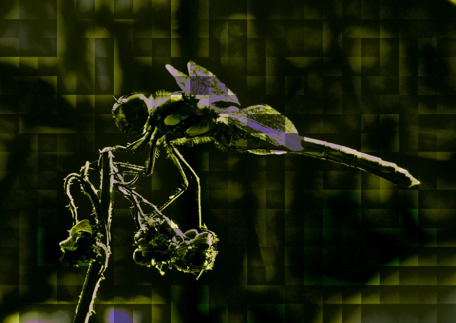 Annual Computer Art Competition | Sherburn Camera Club